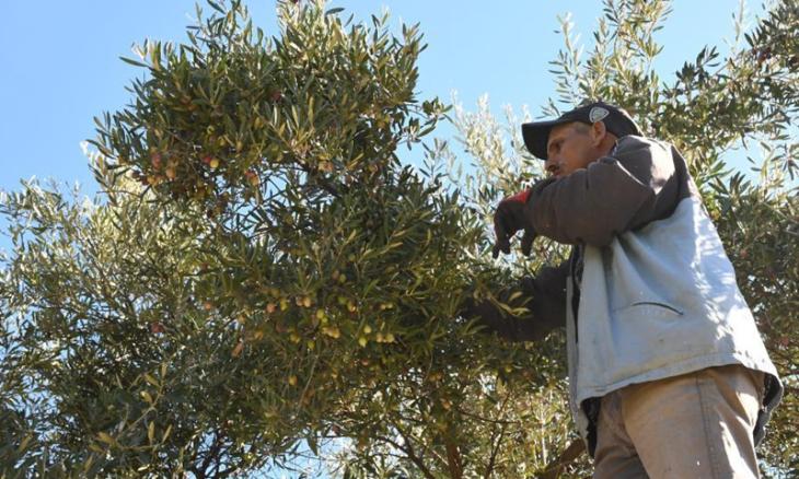 Marruecos impulsa su cosecha mientras el campo español pierde árboles ...