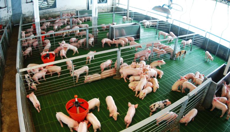 Ravazzano: “El productor porcino compite con carne importada con ...