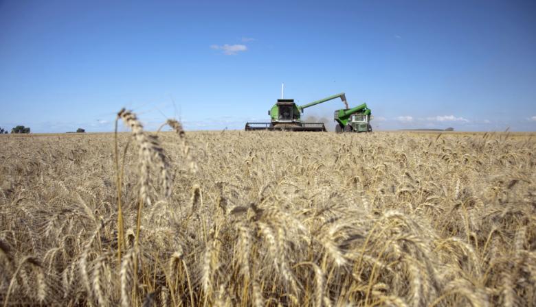 Trigo: cuál es el nuevo cálculo de la BCBA que mira todo el mercado